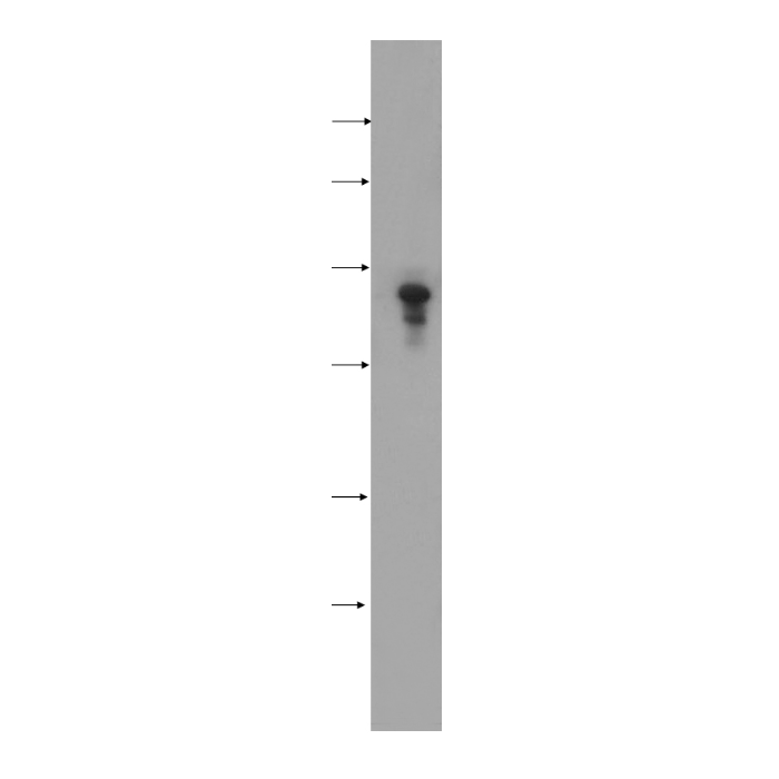 PIAS3 Polyclonal Antibody (HZ-56449pAb) - 沪震生物官方商城 - 沪震生物-试剂盒,ELISA试剂盒 ...